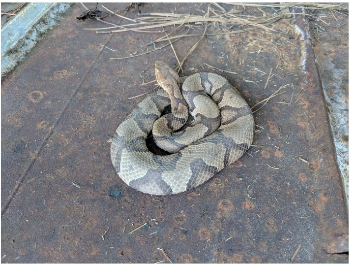 North Carolinas Venomous Snakes Identification Behavior Avoidance Snake