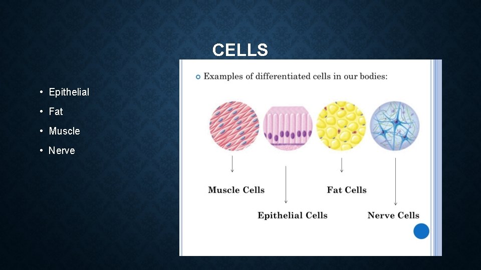 GENERAL BODY AND DIRECTIONAL TERMS BRANCHES OF SCIENCE