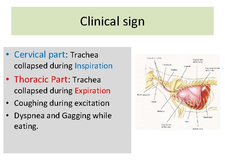 Surgical Affections of Trachea Trachea RhinotomyIncision into nasal