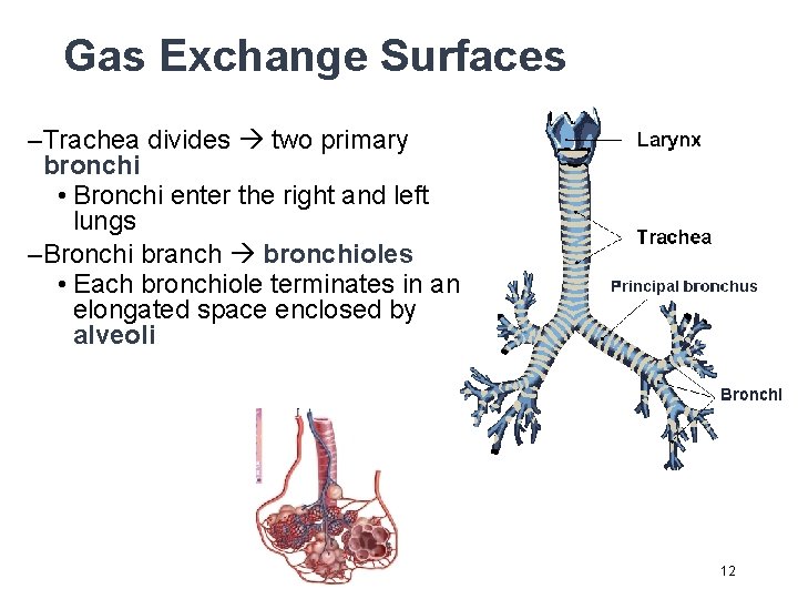 Respiratory Systems Chapter 35 BIOL 1000 Dr Mohamad