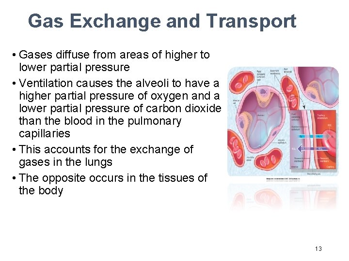 Respiratory Systems Chapter 35 BIOL 1000 Dr Mohamad