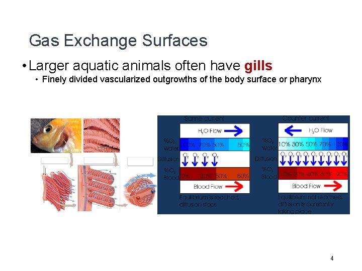 Respiratory Systems Chapter 35 BIOL 1000 Dr Mohamad