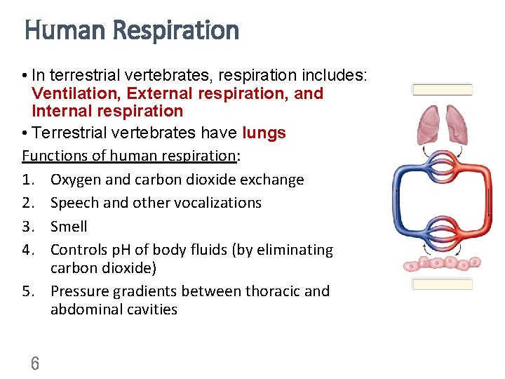 Respiratory Systems Chapter 35 BIOL 1000 Dr Mohamad