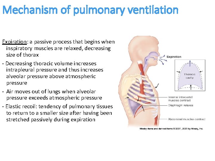 Respiratory Systems Chapter 35 BIOL 1000 Dr Mohamad