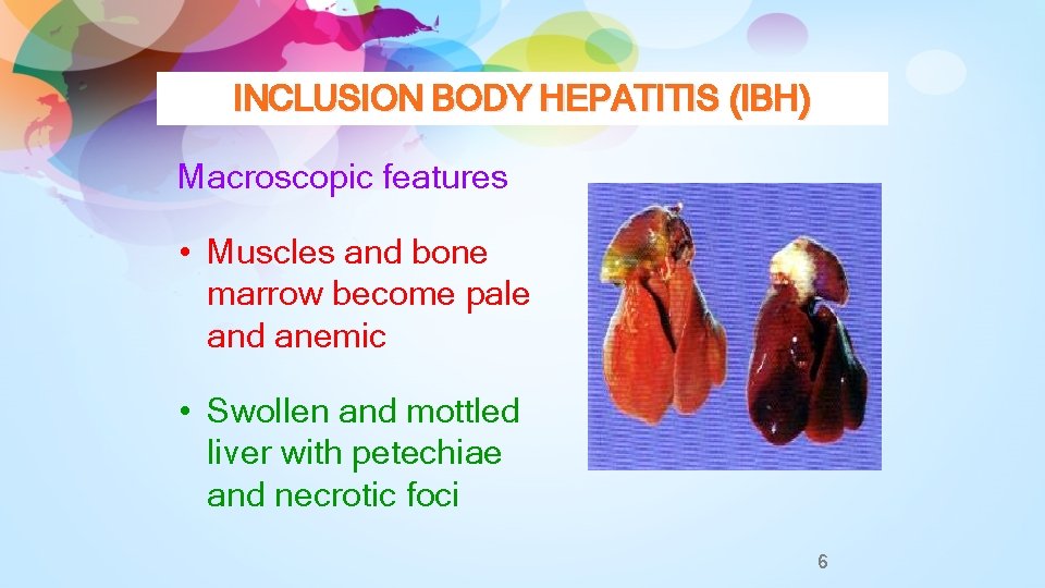 INCLUSION BODY HEPATITIS IBH INCLUSION BODY HEPATITIS IBH