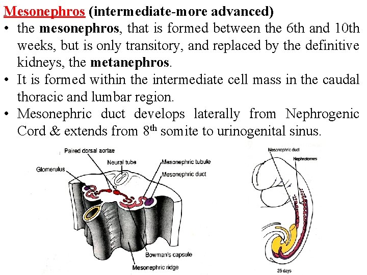 Mahatma Jyotiba Fule College of Veterinary Science and
