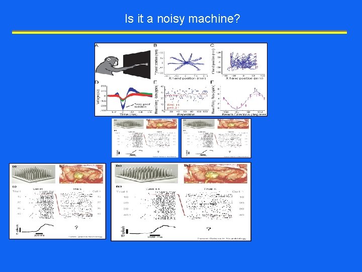 Introduction to Neurobiology Lecture 1 Introduction The brain