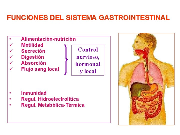 FISIOLOGA DIGESTIVA PRINCIPIOS GENERALES FUNCIONES DEL SISTEMA ...
