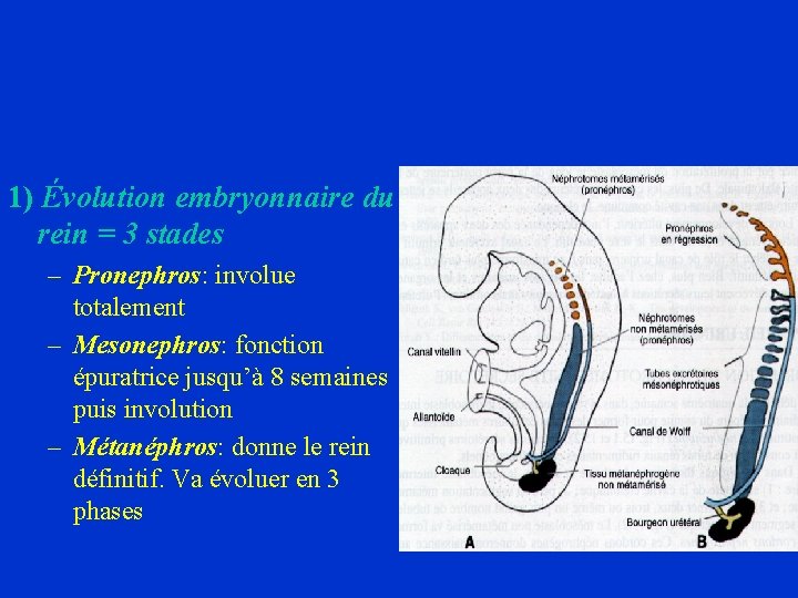MALFORMATIONS UROGENITALES II MALFORMATIONS URINAIRES A RAPPEL ...