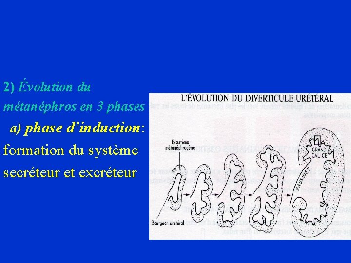 MALFORMATIONS UROGENITALES II MALFORMATIONS URINAIRES A RAPPEL ...