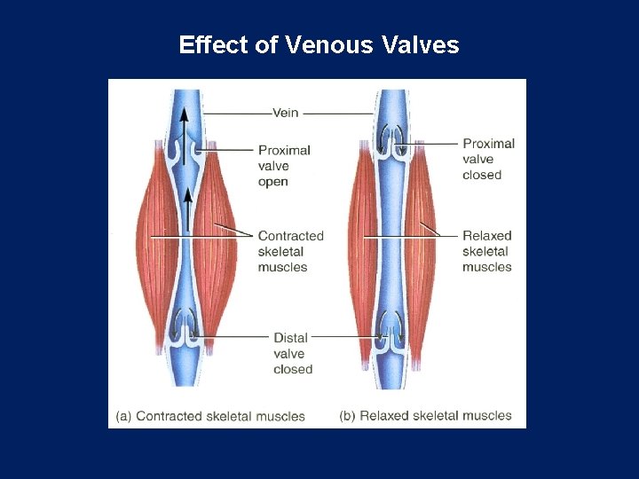 Venous Return Dr Mona Soliman MBBS MSc Ph