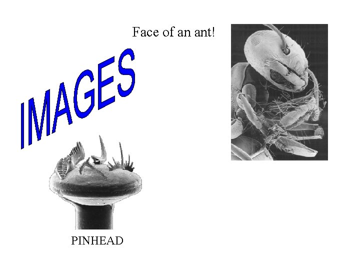 1 3 Studying LIFE VOCABULARY Biology DNA Stimulus