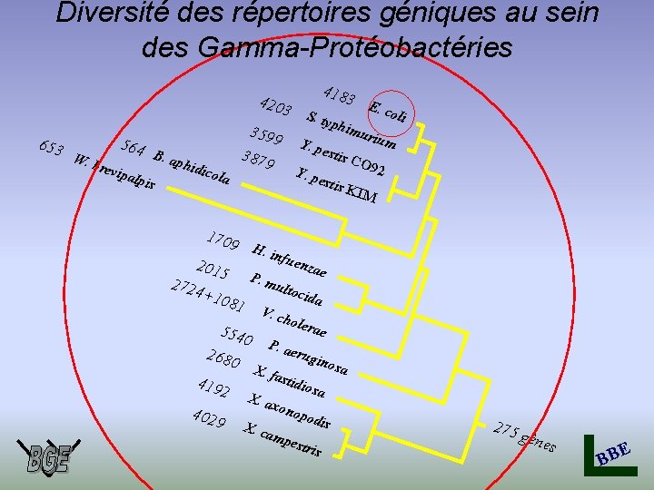 volution des rpertoires gniques quipe Bioinformatique et Gnomique