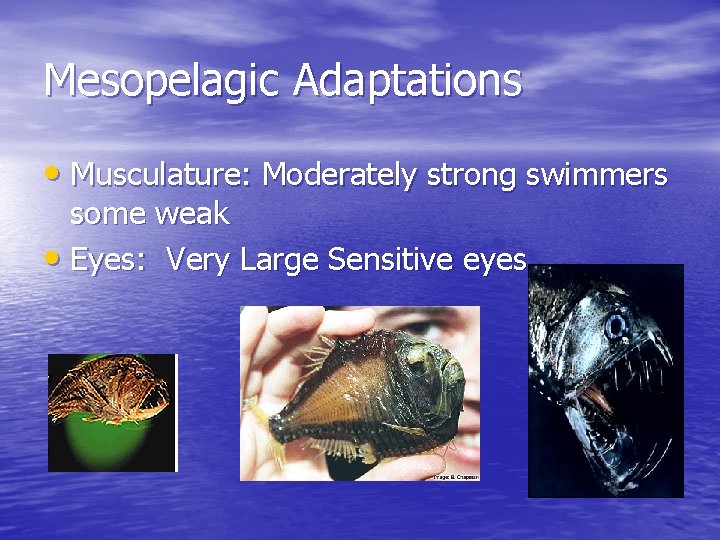 The Ocean Habitat The largest habitat on Earth
