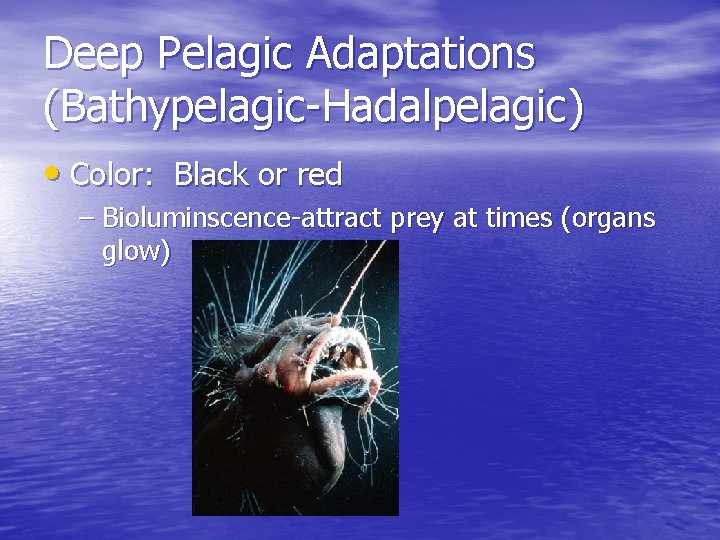 The Ocean Habitat The largest habitat on Earth