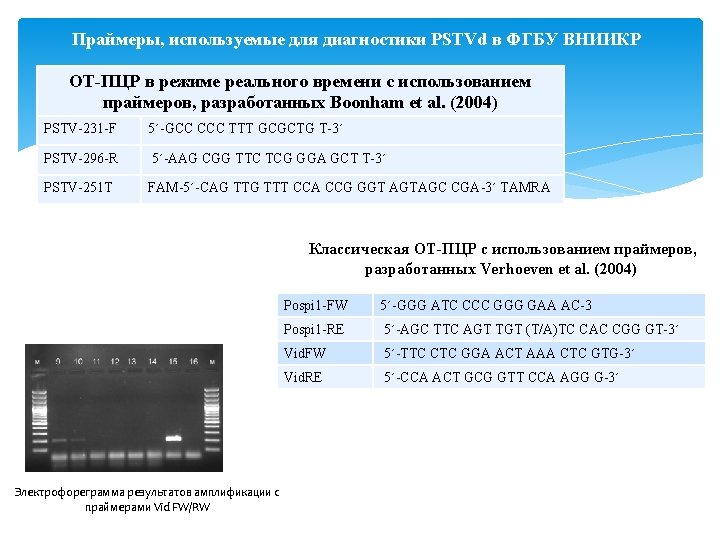 Potato spindle tuber viroid PSTVd Veg Fed NZ