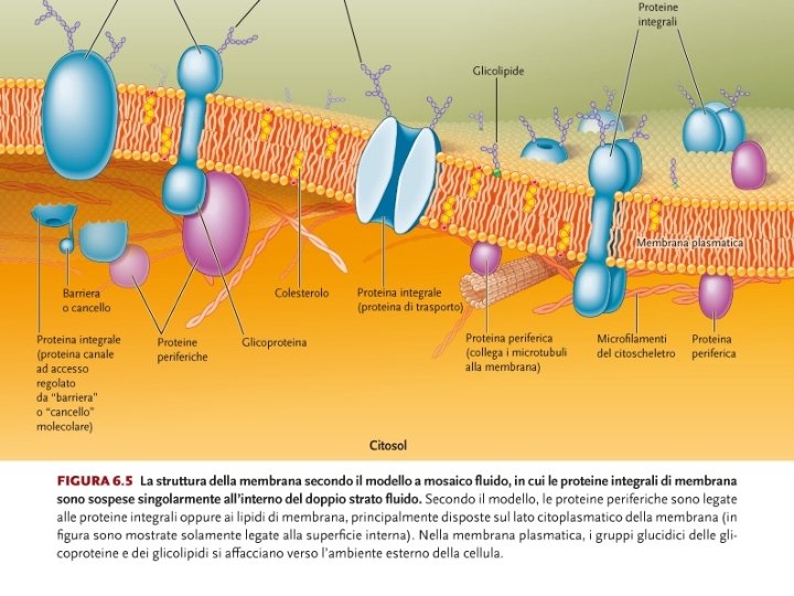 Membrane Biologiche Membrane Biologiche Barriere per confinare sostanze