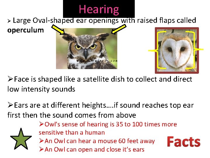 Barn Owl Adaptations Eyesight Large Eyes Eyes do