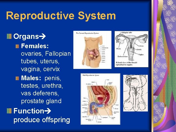 BODY SYSTEMS Integumentary System Organs skin hair nails