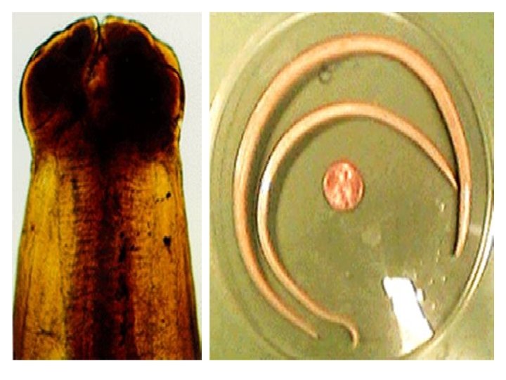 Ascaridoidea Practical parasitology Prof Dr Muna M Jori