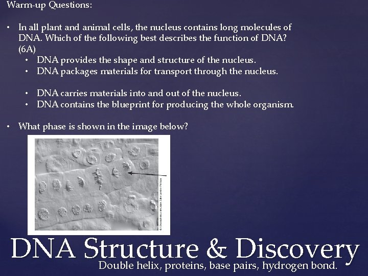 Warmup Questions In all plant and animal cells