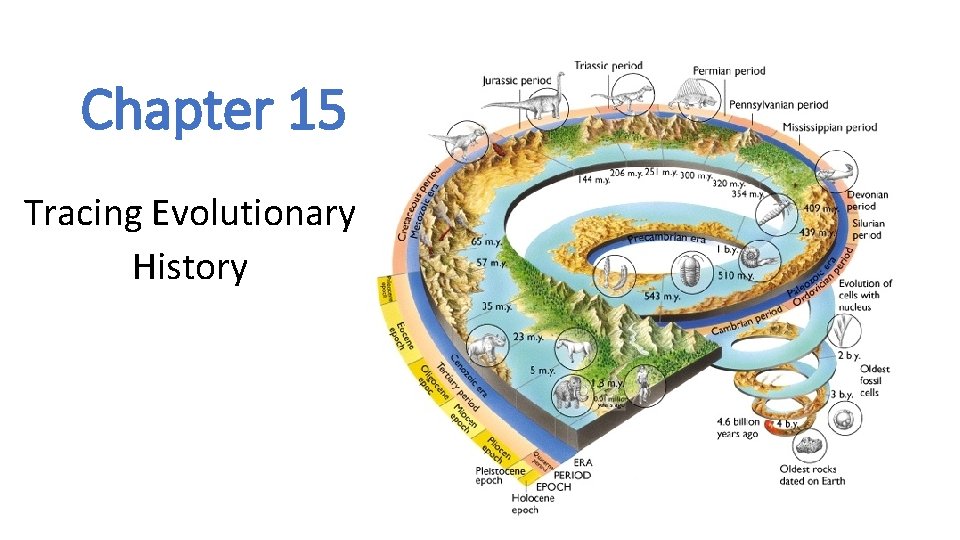 Chapter 15 Tracing Evolutionary History Introduction Bird feathers