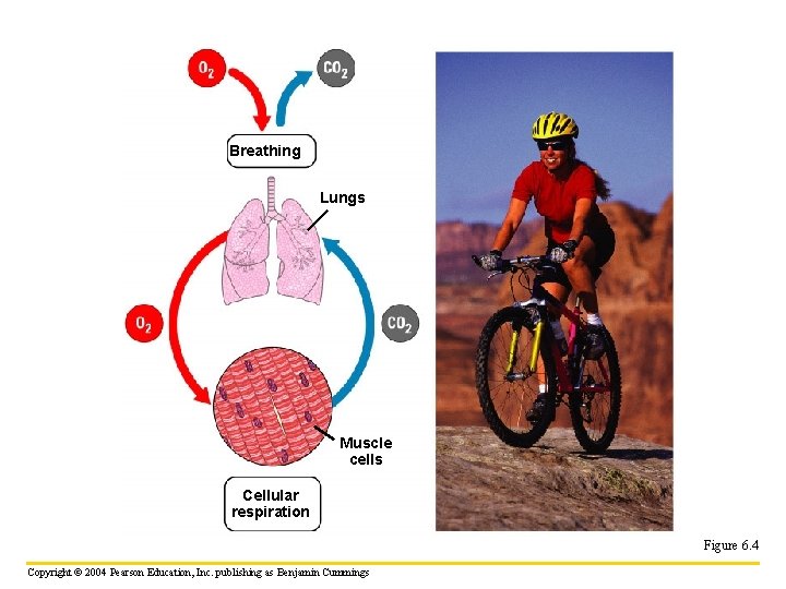 Cellular Respiration Harvesting Chemical Energy Power Point Lecture