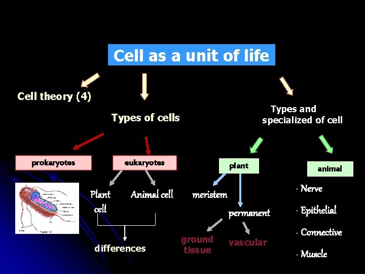 Cell as a unit of life Cell theory