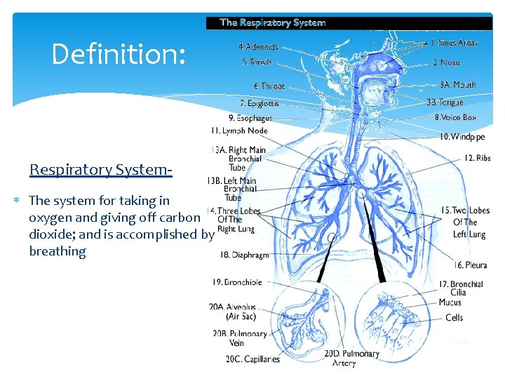 Respiratory System Pocahontas HealthPE Definition Respiratory System The