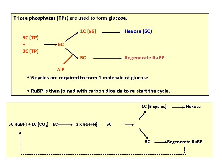 Match structure and function Double membrane chloroplast envelope