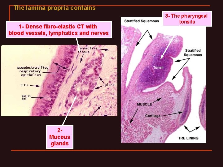 The Digestive System Medical Histology Cell Biology Dept