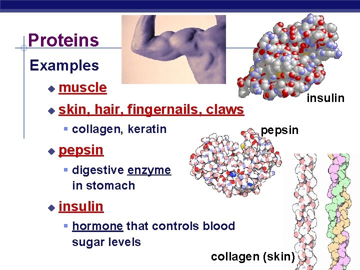 Proteins Name Dietary Sources of Proteins Fish meat