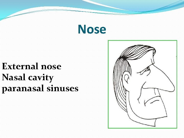 Nose and paranasal sinuses By Dr Adel Sahib