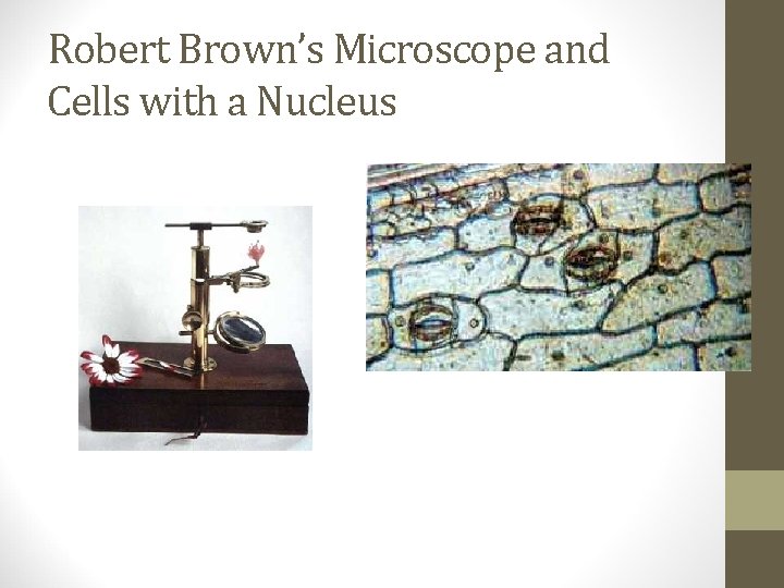 CellsA History of Discovery Introduction To Cells All