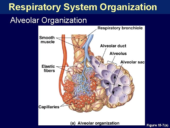 Respiratory System Functions of Respiratory System Gas exchange