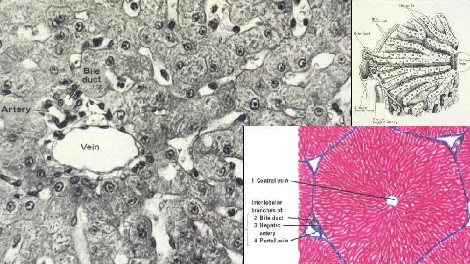 Liver Gallbladder Pancreas And Salivary Glands Undergraduate Graduate