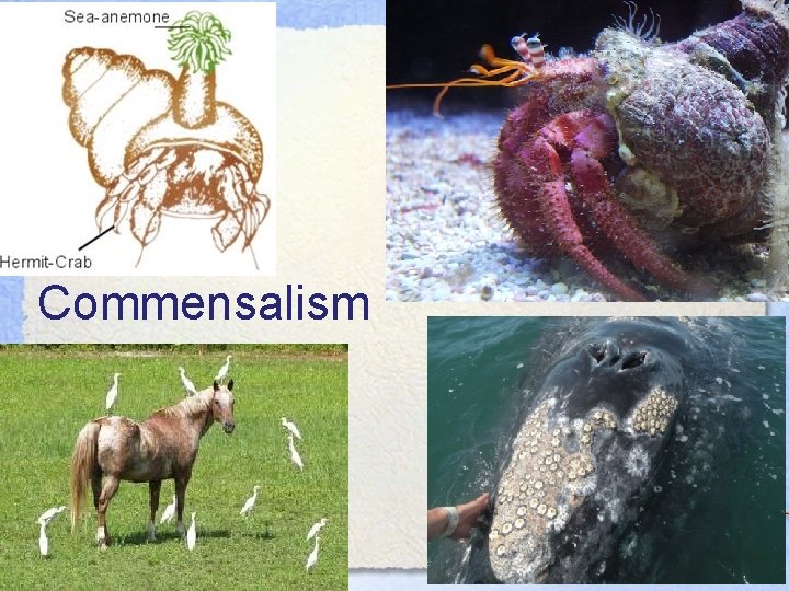 Relationships in the Food Web Symbiotic relationships living