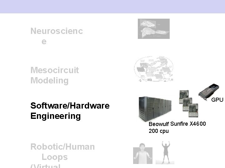 LargeScale Biologically Realistic Models of Brain Dynamics Applied