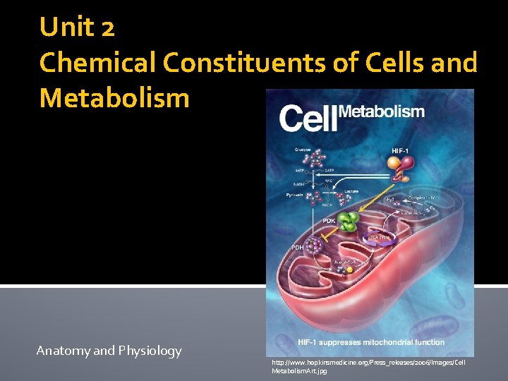 Unit 2 Chemical Constituents of Cells and Metabolism