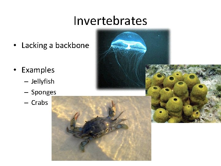 Evolution of Eukaryotes Invertebrates Lacking a backbone Examples