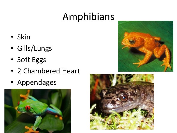 Evolution of Eukaryotes Invertebrates Lacking a backbone Examples