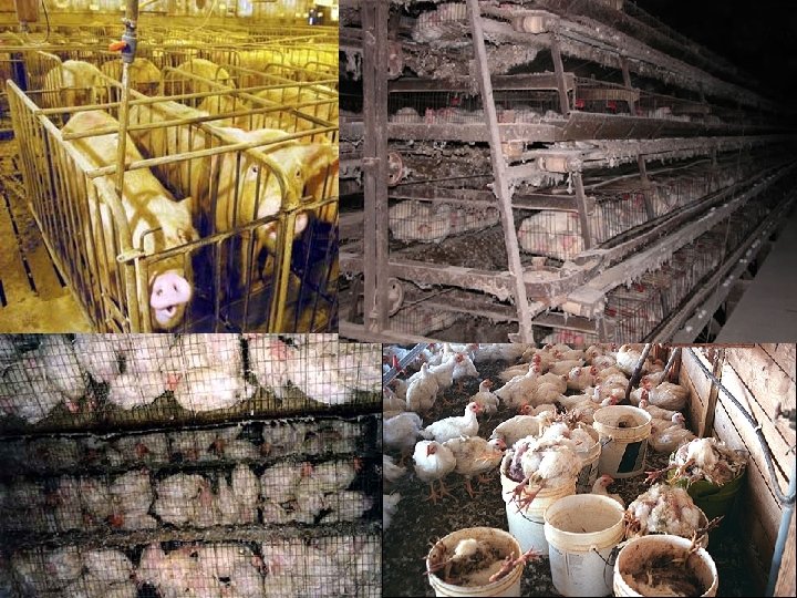 Agriculture Problems and Solutions The Industrialization of Farming