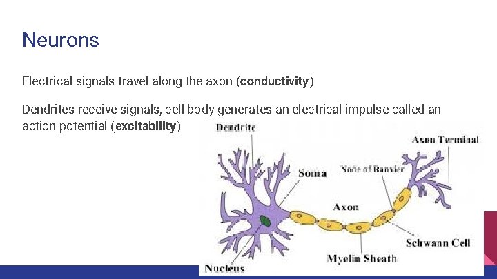 Nervous Tissue and Membrane Types Nervous Tissue 2