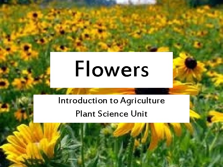 Flowers Introduction to Agriculture Plant Science Unit Flower