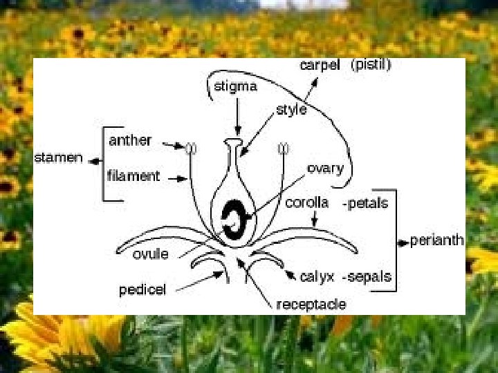 Flowers Introduction to Agriculture Plant Science Unit Flower