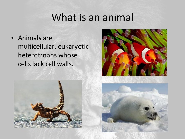 Zoology Study of animals What is an animal