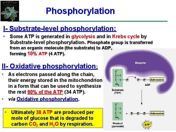 CELLULAR RESPIRATION HARVESTING CHEMICAL ENERGY Section B The