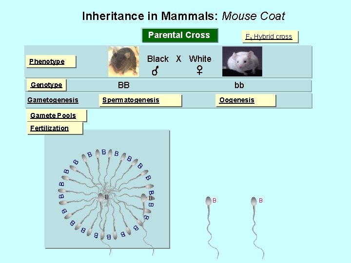Inheritance in Mammals Mouse Coat Parental Cross F