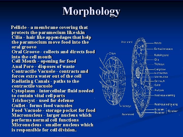 Paramecium Dr Shivani Gupta PGGCG11 Chandigarh Classification Kingdom