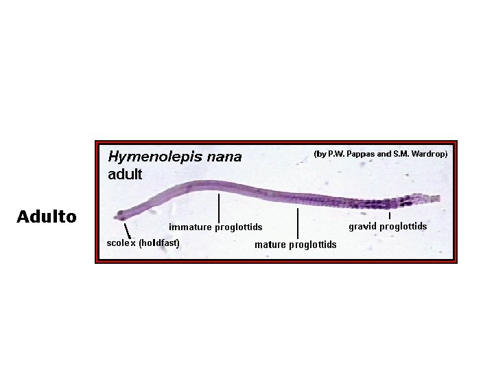 Hymenolepis nana Filo Platyhelminthes Classe Cestoidea Ordem Cyclophyllida